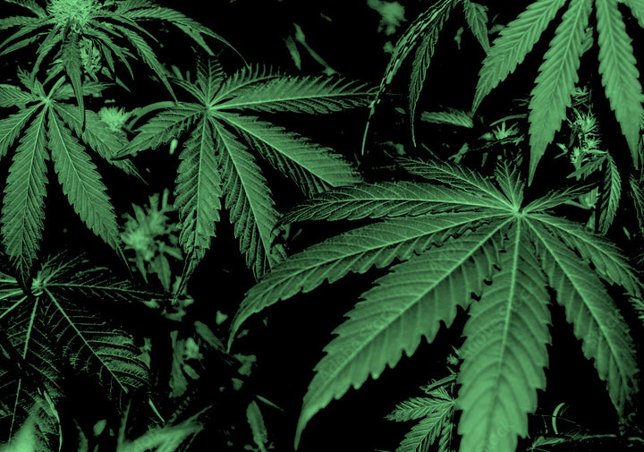 Blaze Cannabis | Licensed Weed Delivered | California – BlazeUp-California